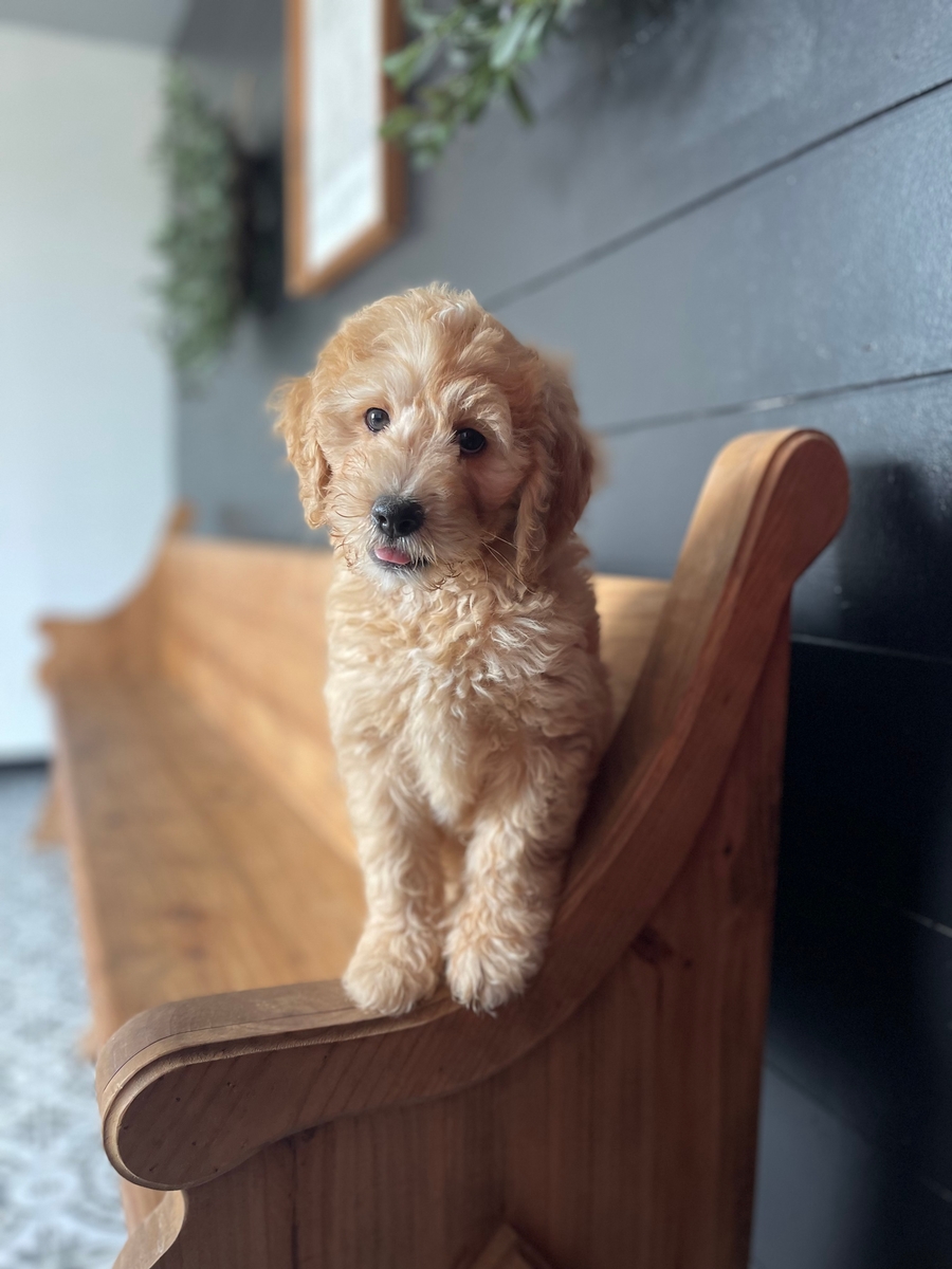 Double Doodles Puppies for Sale San Antonio, Texas