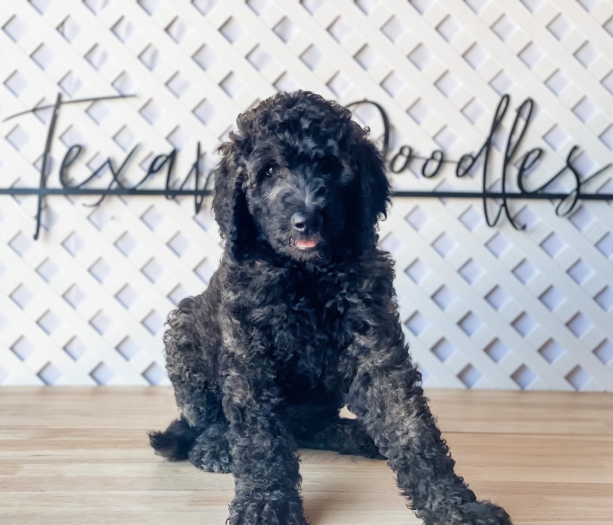 Sheepadoodle Puppies for Sale in Texas