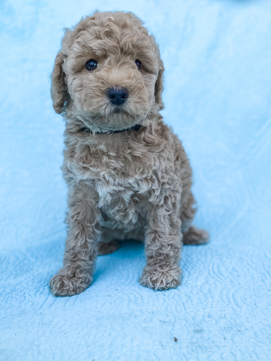 Australian Labradoodles females and males