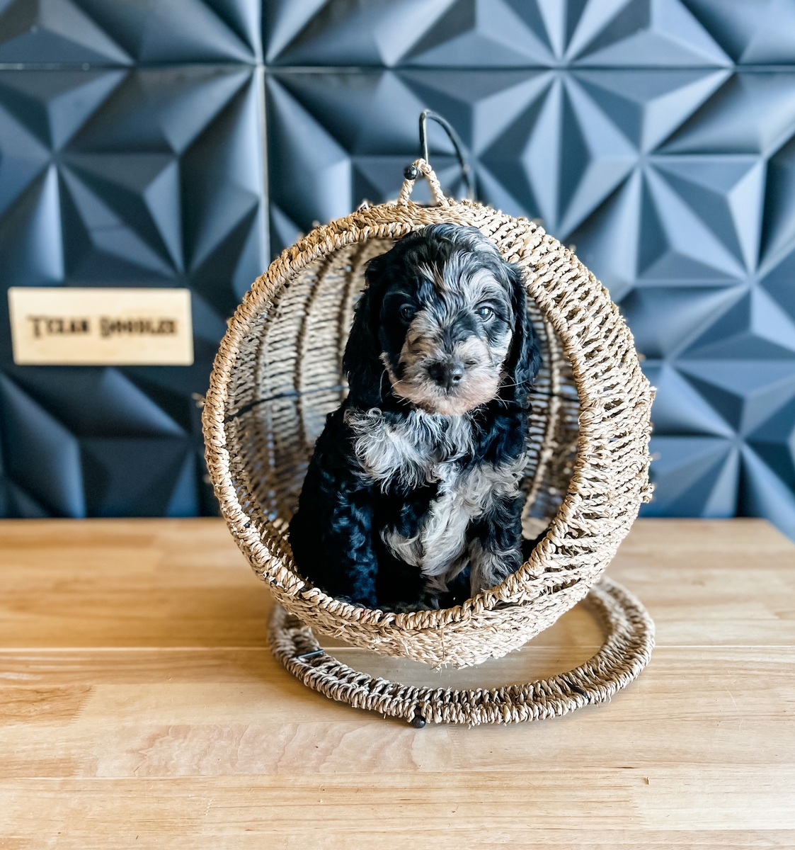 Fergie’s litter of Doubledoodles Litter | Texan Doodles