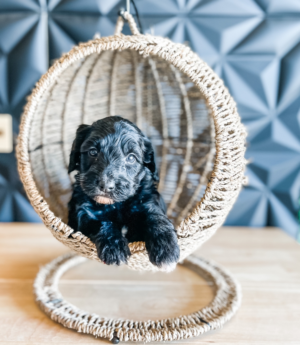 mini sheepies Litter | Texan Doodles