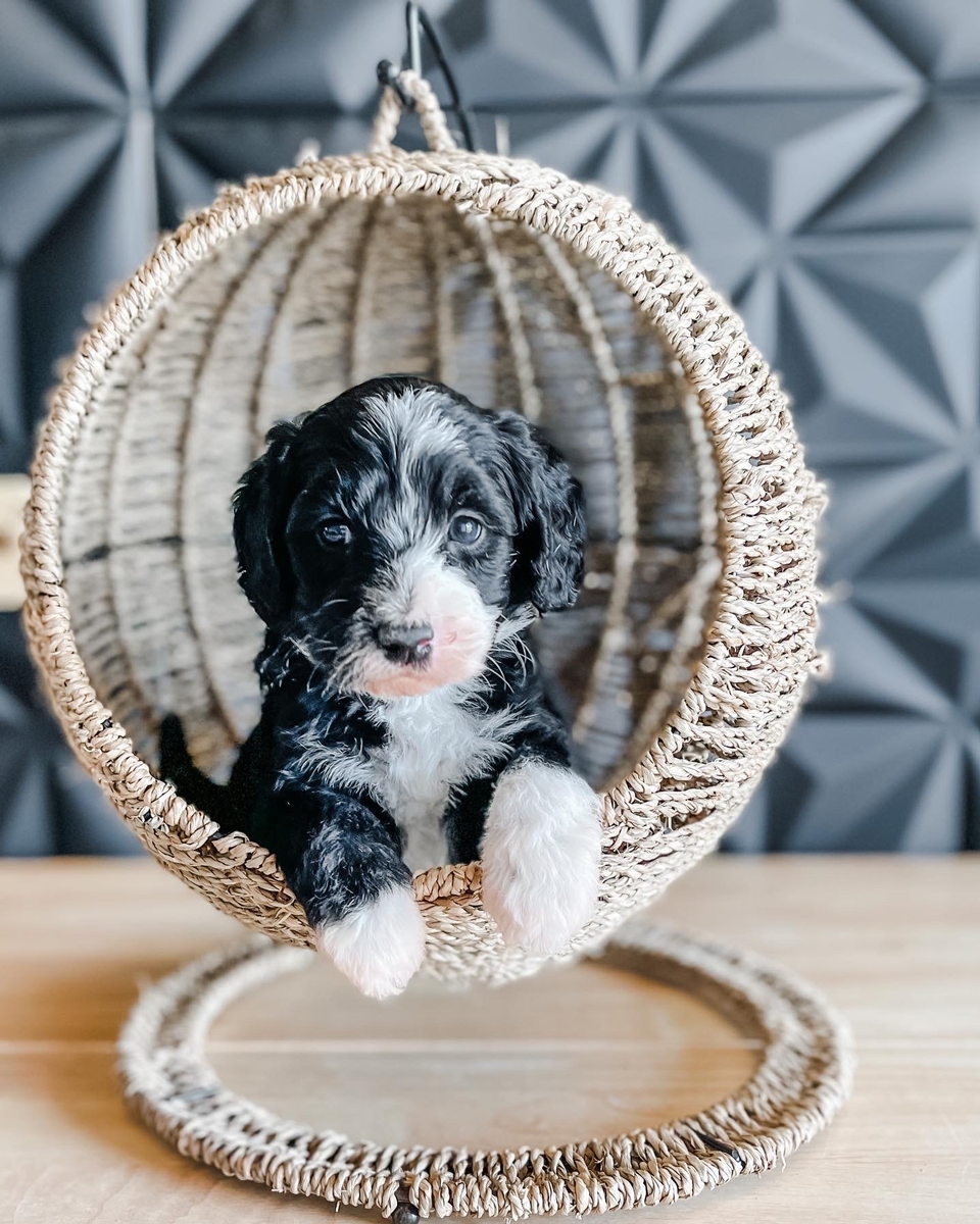 mini sheepies Litter | Texan Doodles