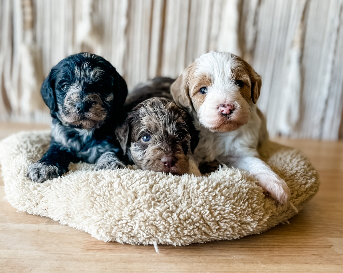 Fergie’s litter of Doubledoodles Litter | Texan Doodles