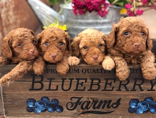 mini and micro labradoodles