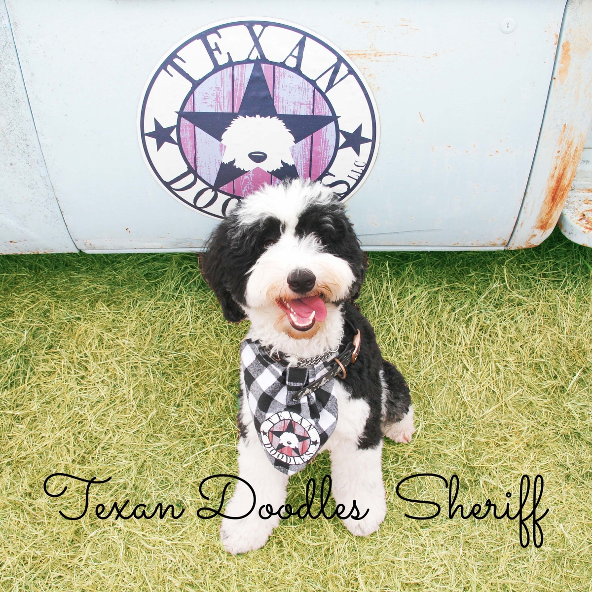 mini sheepadoodle f1 male