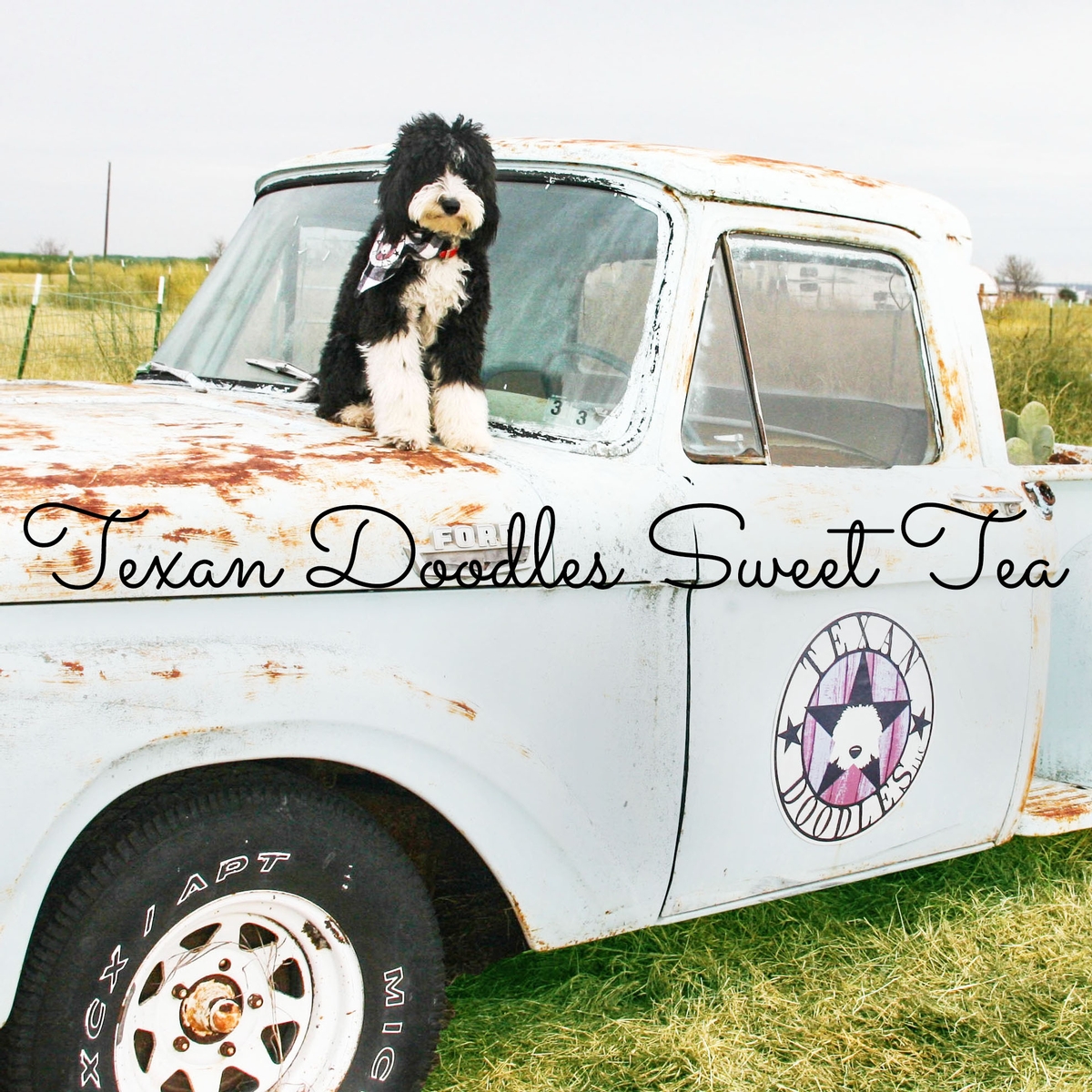 For Sale Litters at Texan Doodles